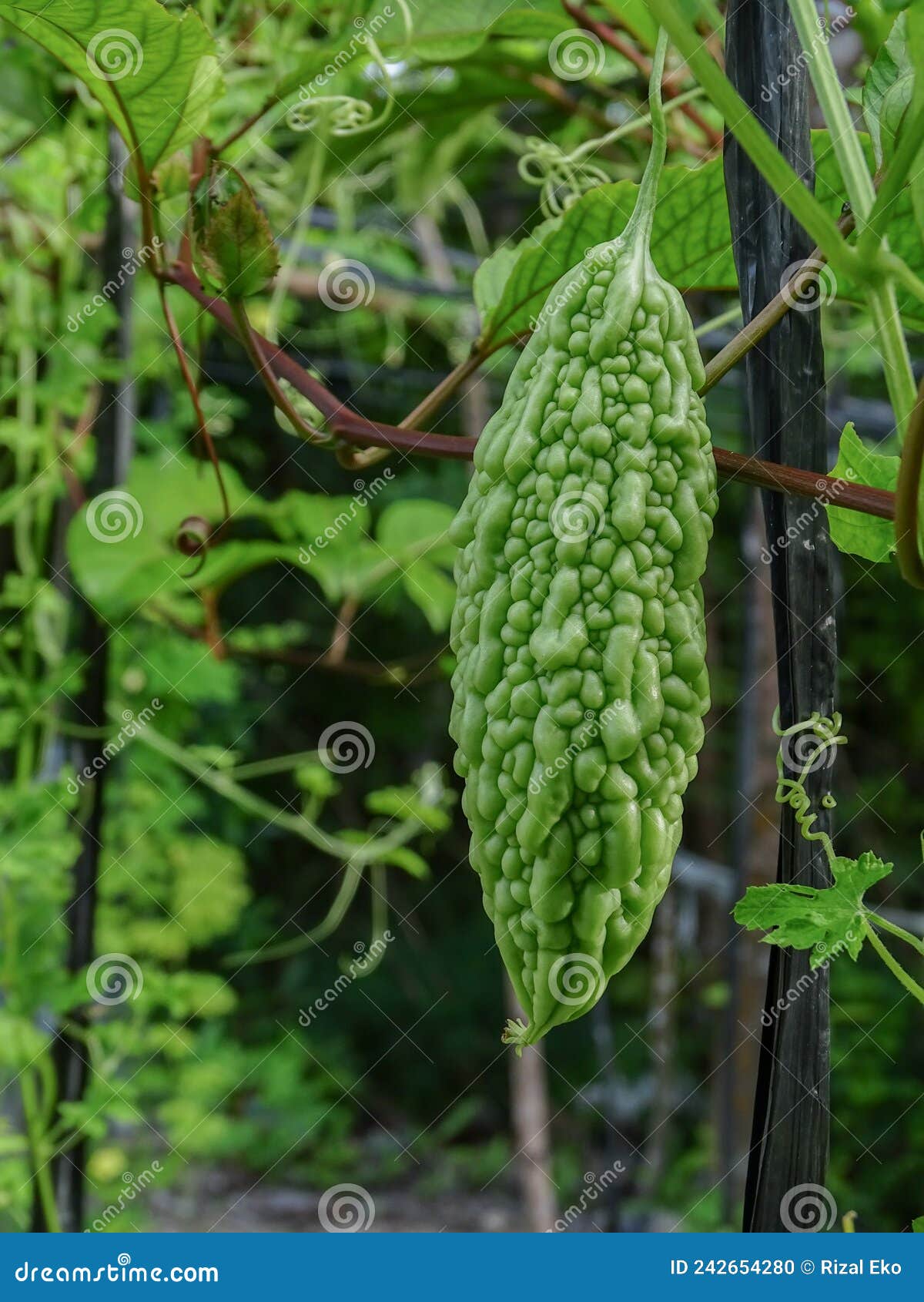 Young Bitter Melon on the Tree Stock Photo - Image of food, evergreen ...