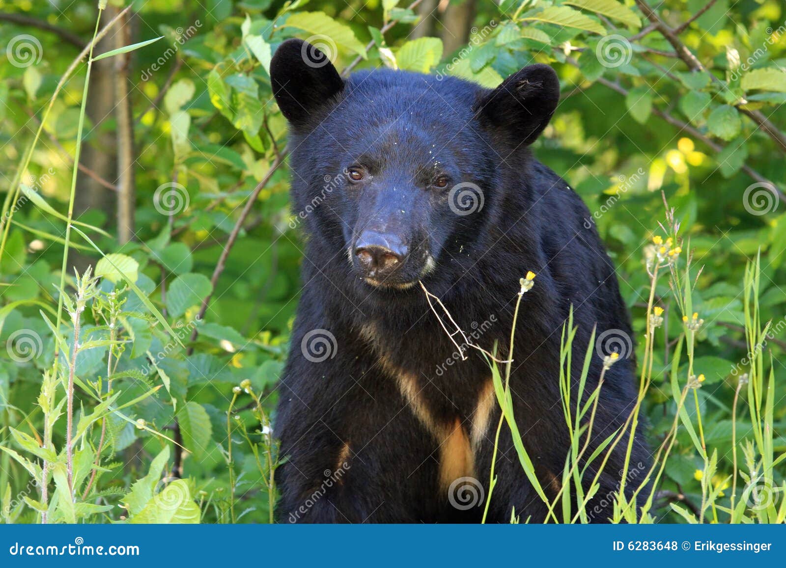 Young black bear stock photo. Image of encounter, black - 6283648