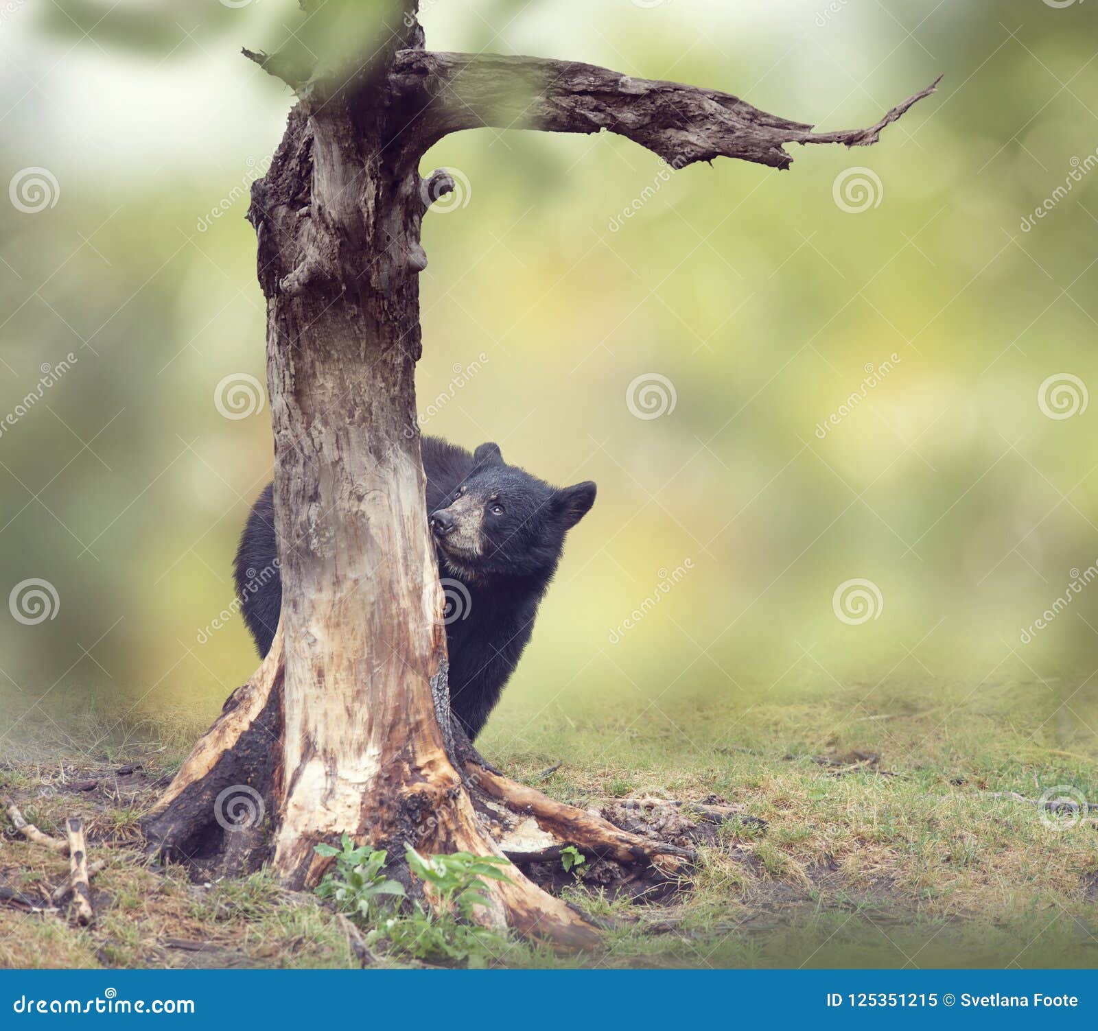 Young Bear Behind of the Tree Stock Image - Image of young, wilderness ...