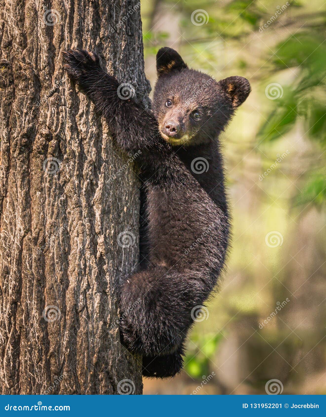 Young Black Bear Cub Climbs Up Tree for Safety Stock Image - Image of ...