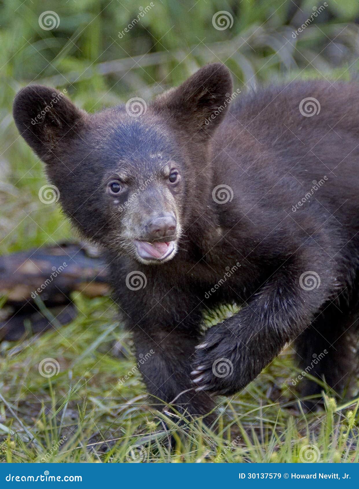 Black Bear Cub stock image. Image of americanus, young - 30137579
