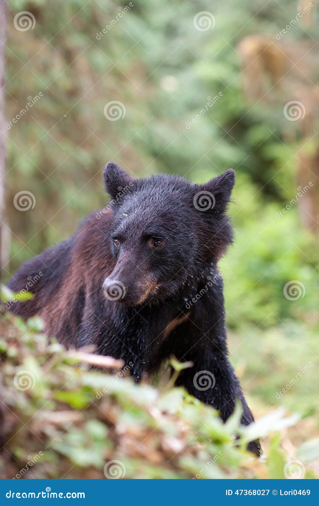 Young black bear stock image. Image of baby, affection - 47368027