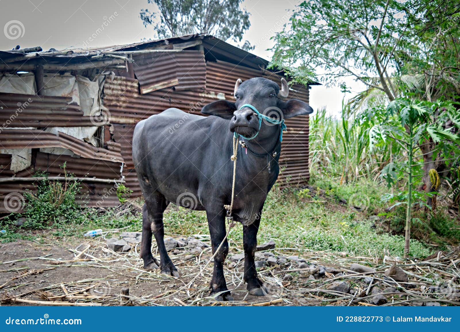 Young Black Buffalo Standing in the Field Facing Front Stock Image ...