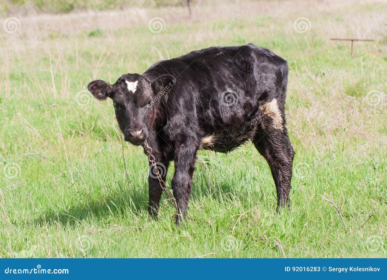 Young Black Bull Grazing on Grass in the Village Stock Image - Image of ...