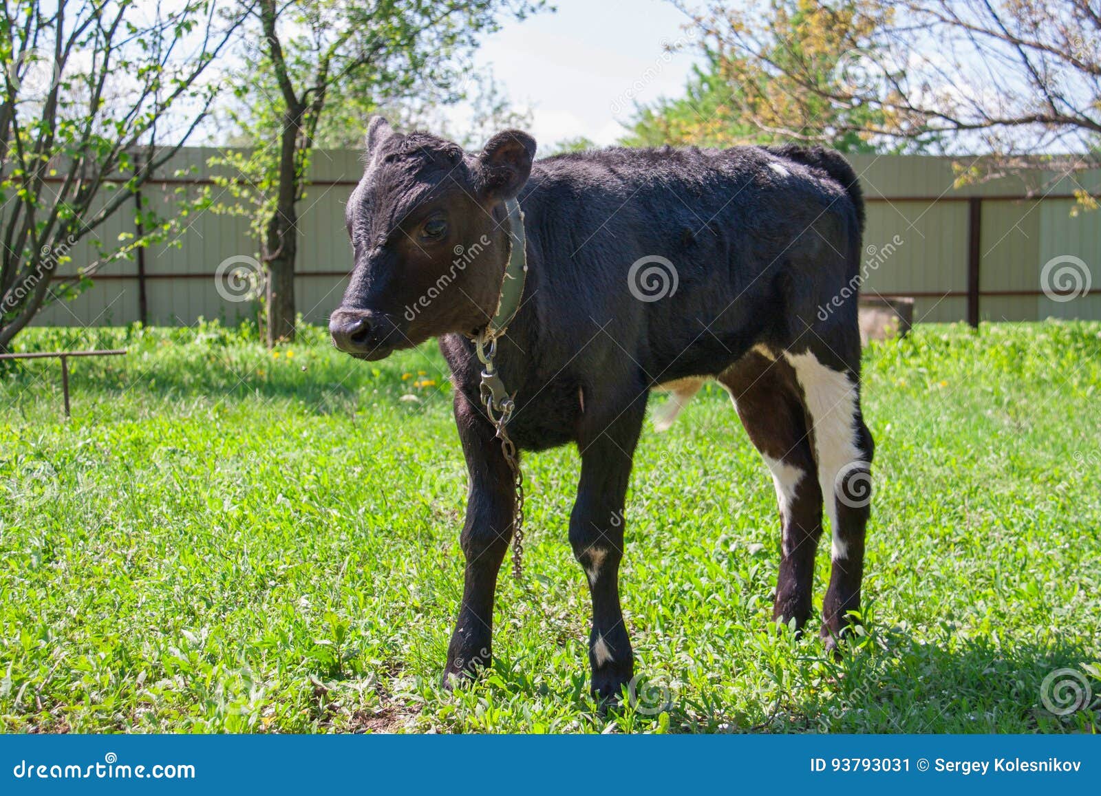 Young Black Bull Grazing on Grass in the Village Stock Image - Image of ...