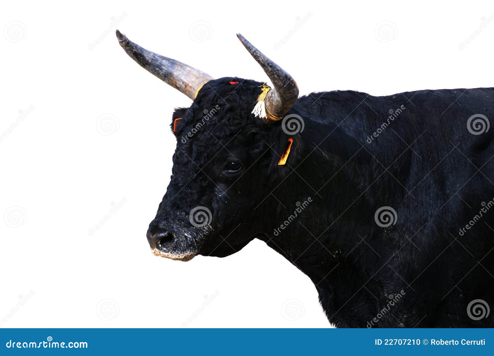 Young Black Bull Isolated on White Stock Photo - Image of head, energy ...