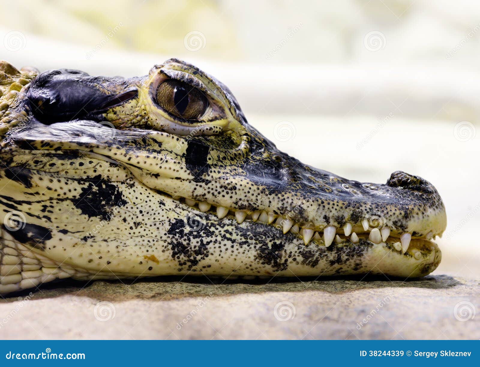 Black Caiman (Melanosuchus Niger) In Amazon Rainforest Brazil Royalty ...