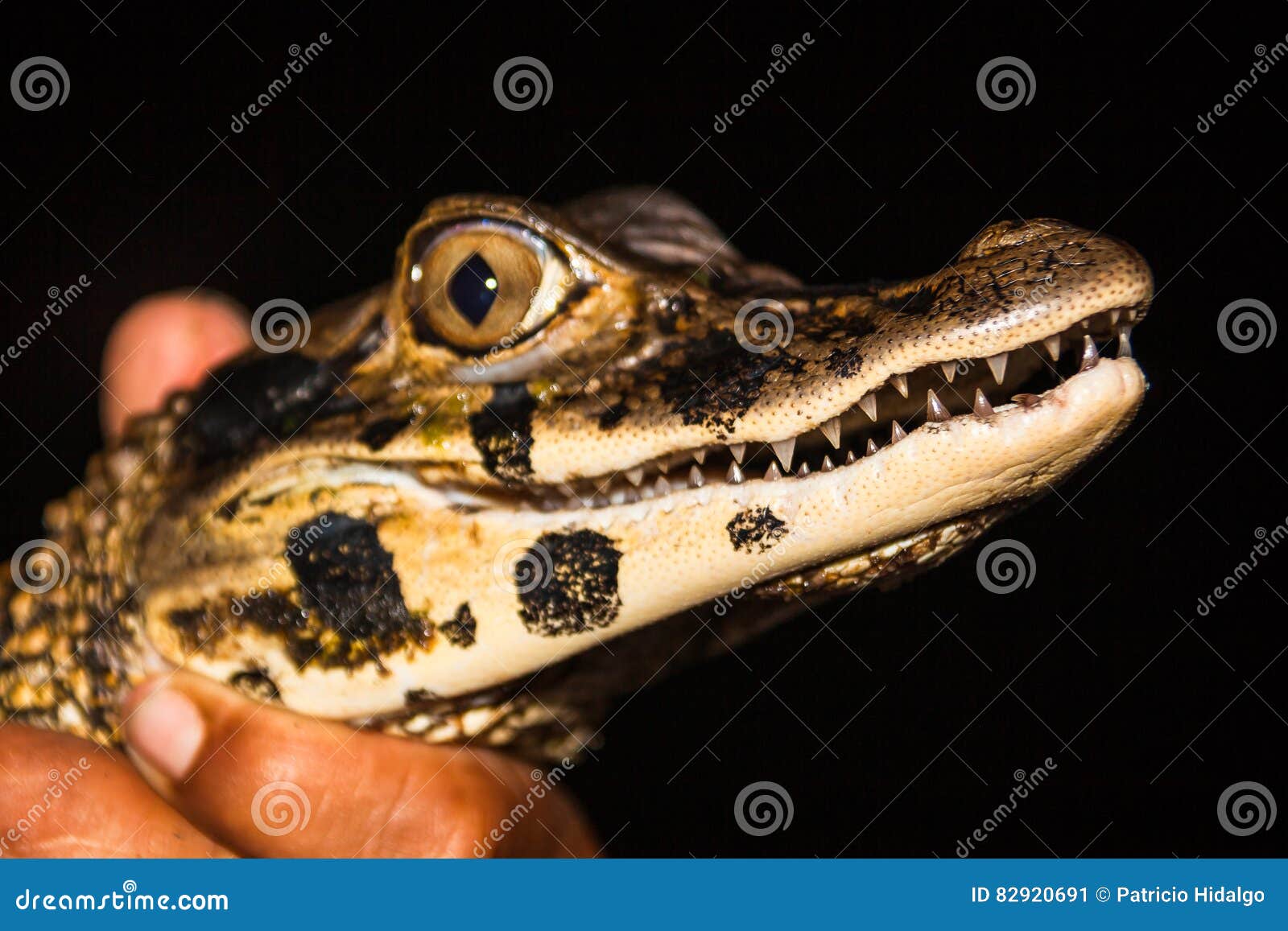 Young black caiman stock image. Image of limoncocha, river - 82920691