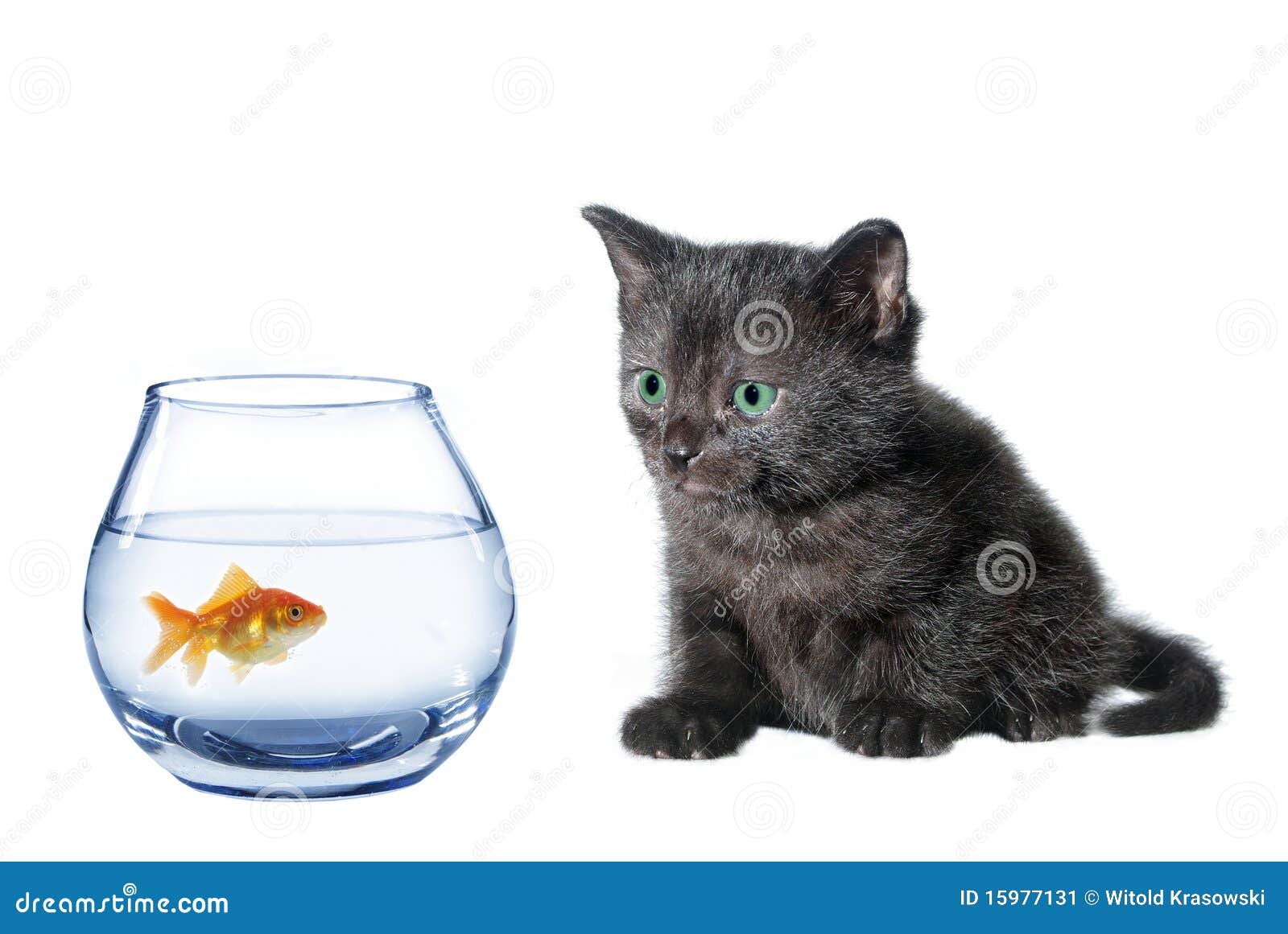 Young black cat and fish stock image. Image of kitten - 15977131