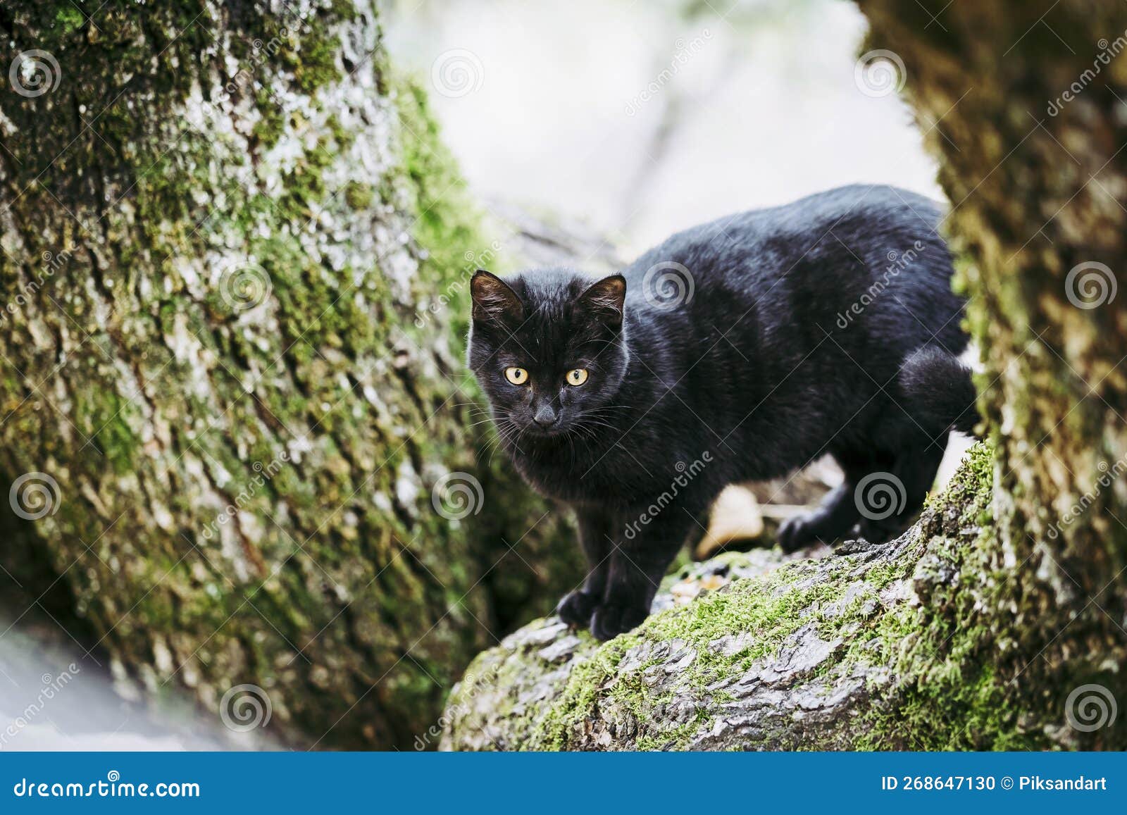 Young Black Cat in a Lime Tree Stock Photo - Image of pretty, nature ...