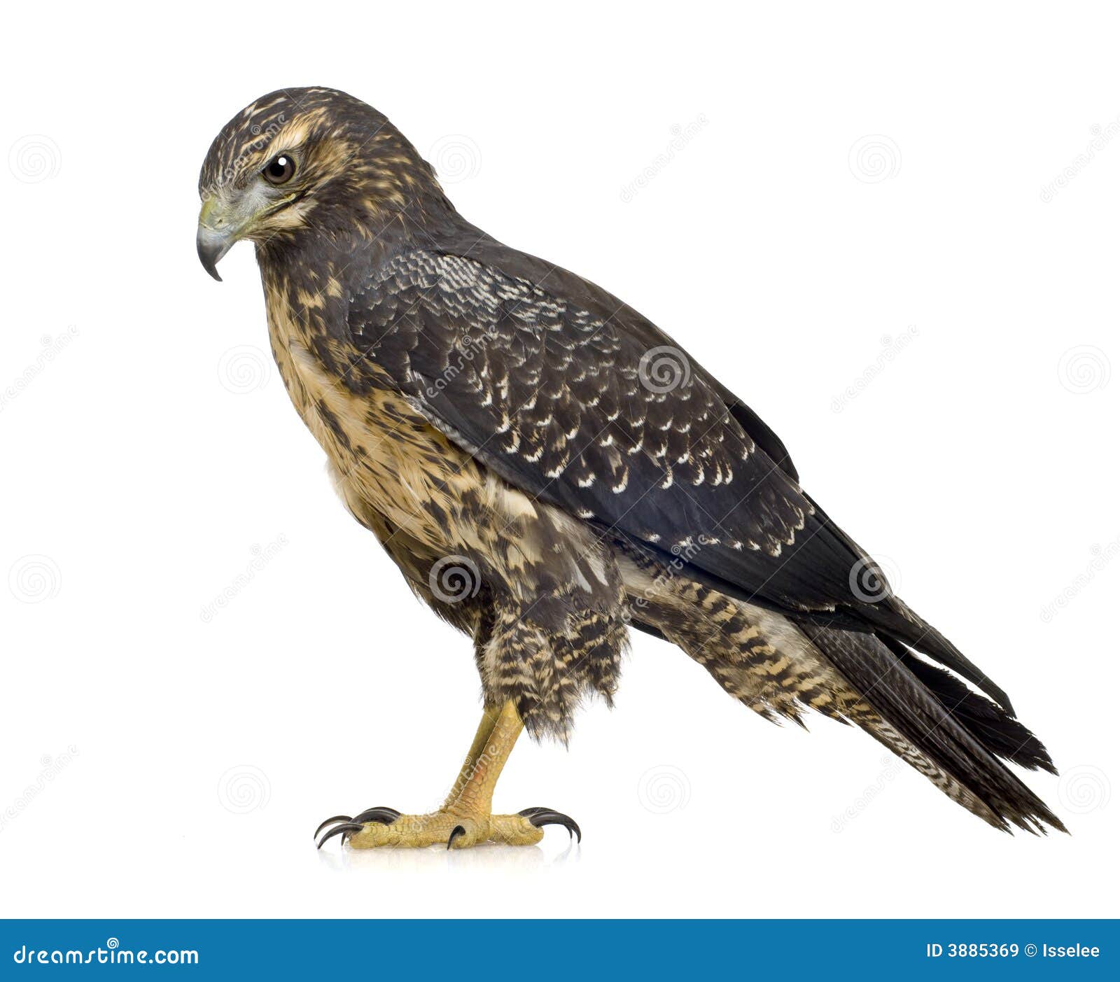 6,067 Buzzard Eagle Photos - Free & Royalty-Free Stock Photos from ...