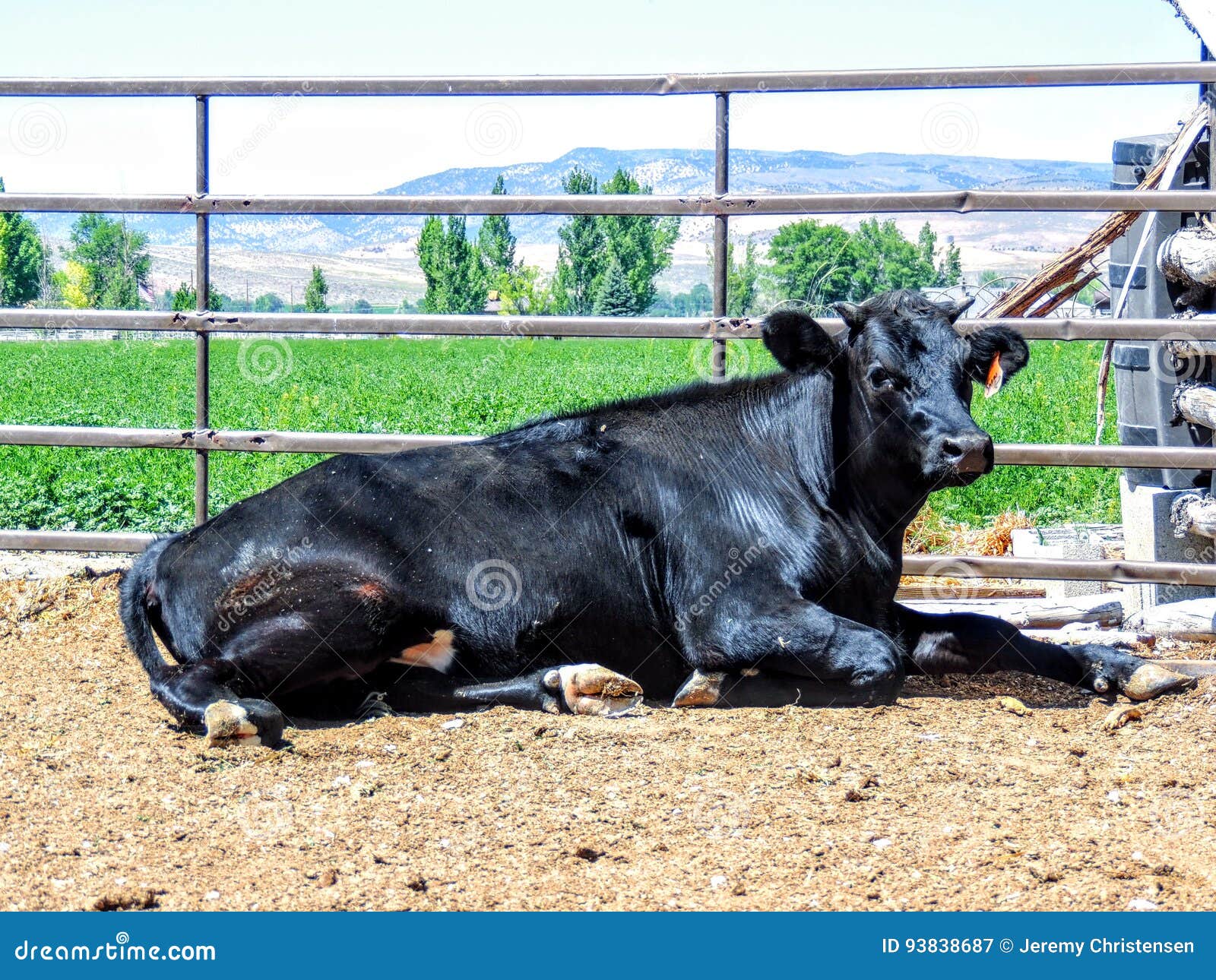 Bull In The Farm Royalty-Free Stock Photography | CartoonDealer.com ...