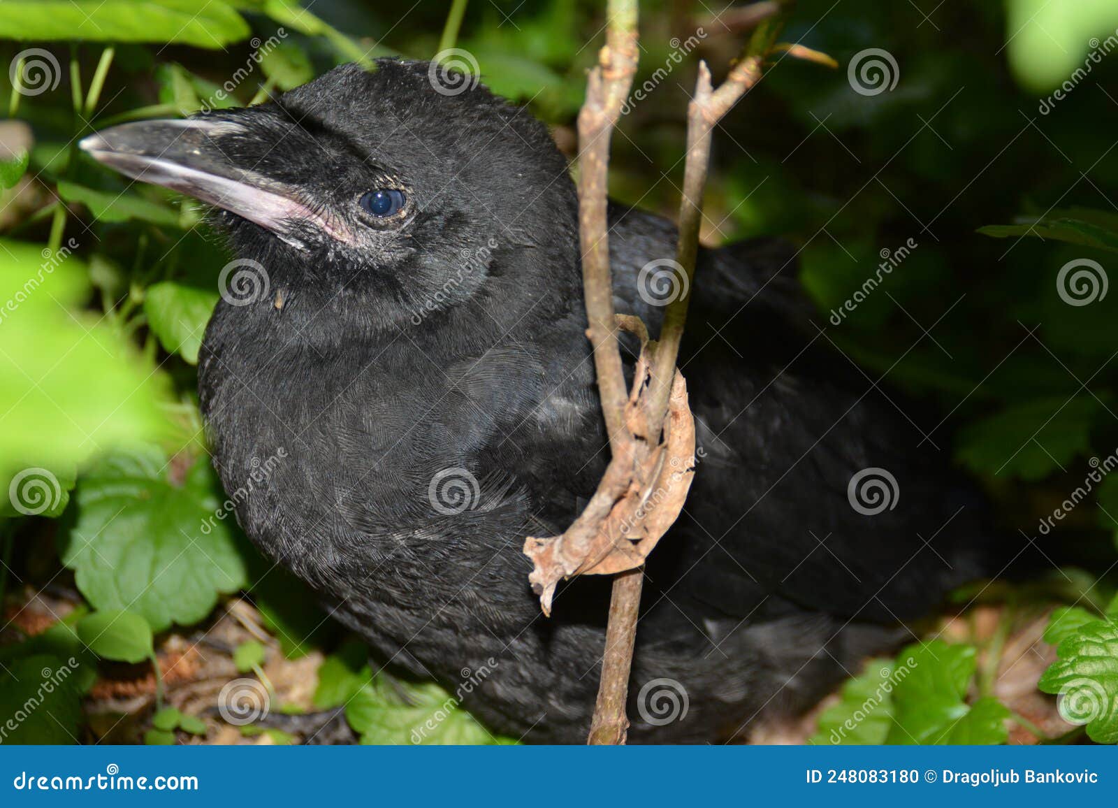 A Young Black Crow in the Bush. Closeup Eye and Head Stock Photo ...