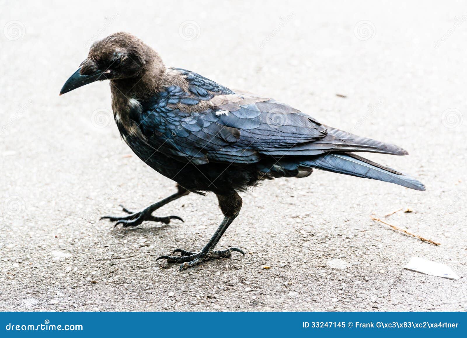 Young black crow portrait stock image. Image of crow - 33247145