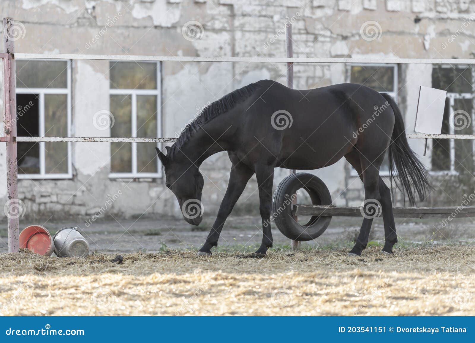 Young Black Filly Walking in the Paddock Stock Image - Image of mews ...