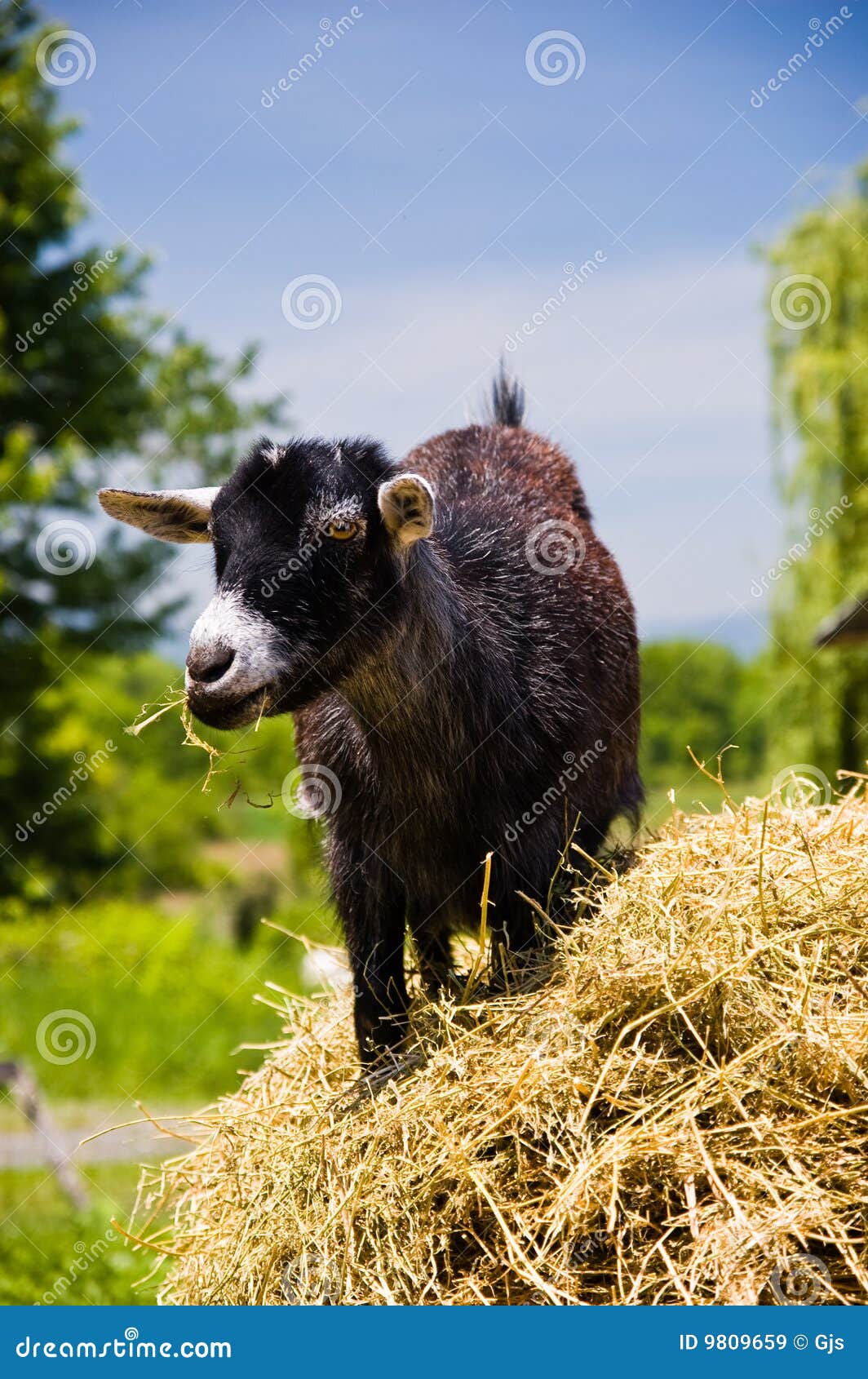 Young Black Goat Chewing Hay Stock Image - Image of chew, goat: 9809659