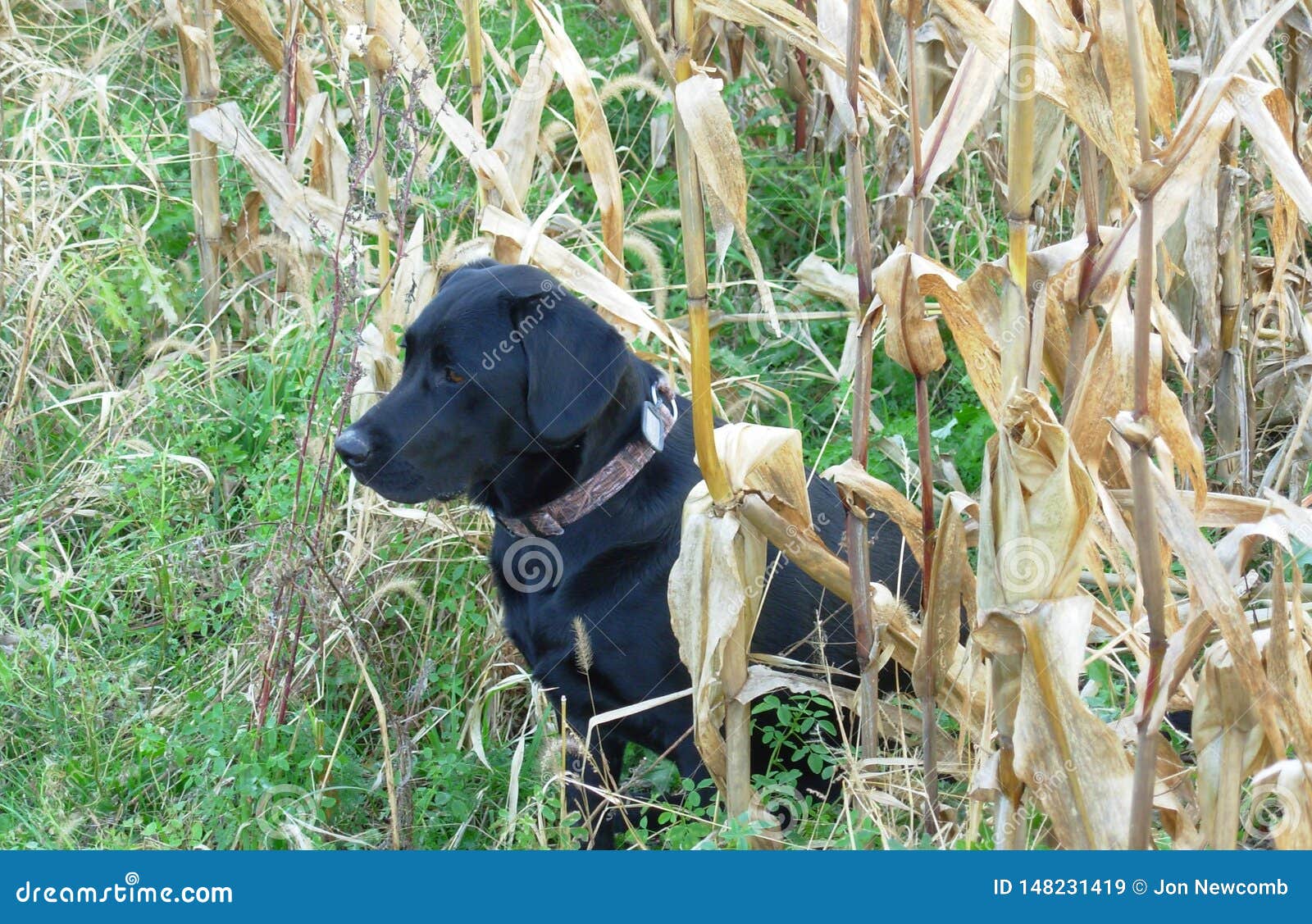 Young Black Lab in a Corn Row. Stock Image - Image of hunt, young ...