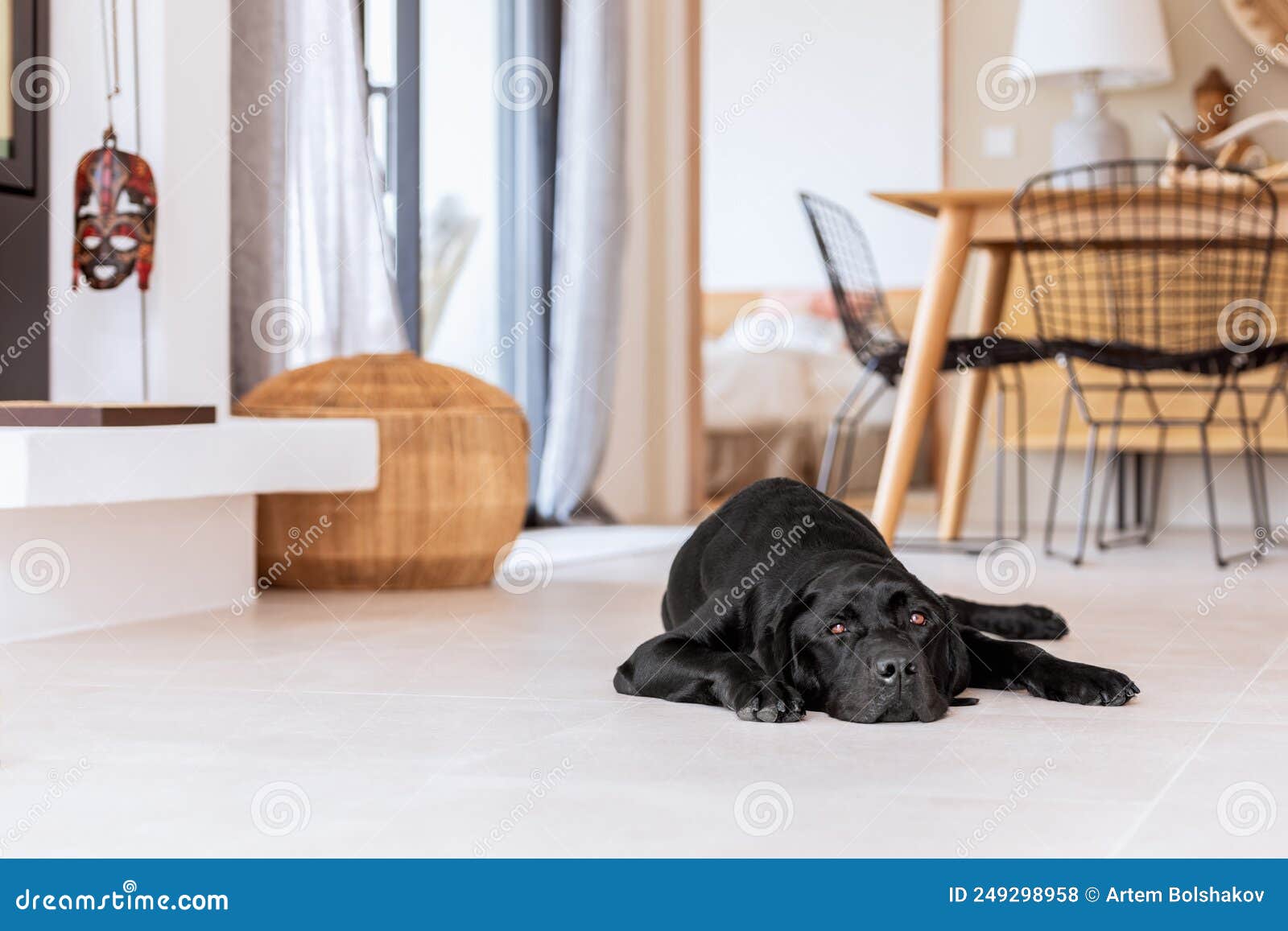 Young Black Labrador Lying on the Floor in the Interior of a ...