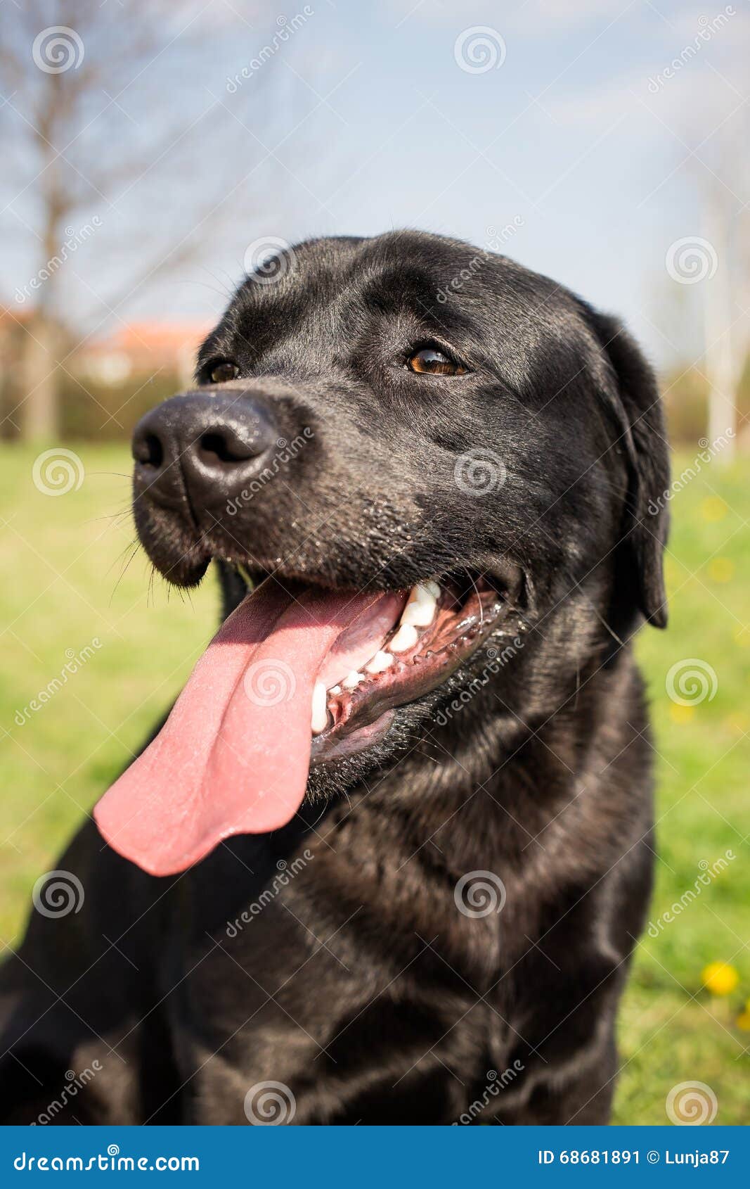 Young Black Labrador Retriever Stock Image - Image of background ...