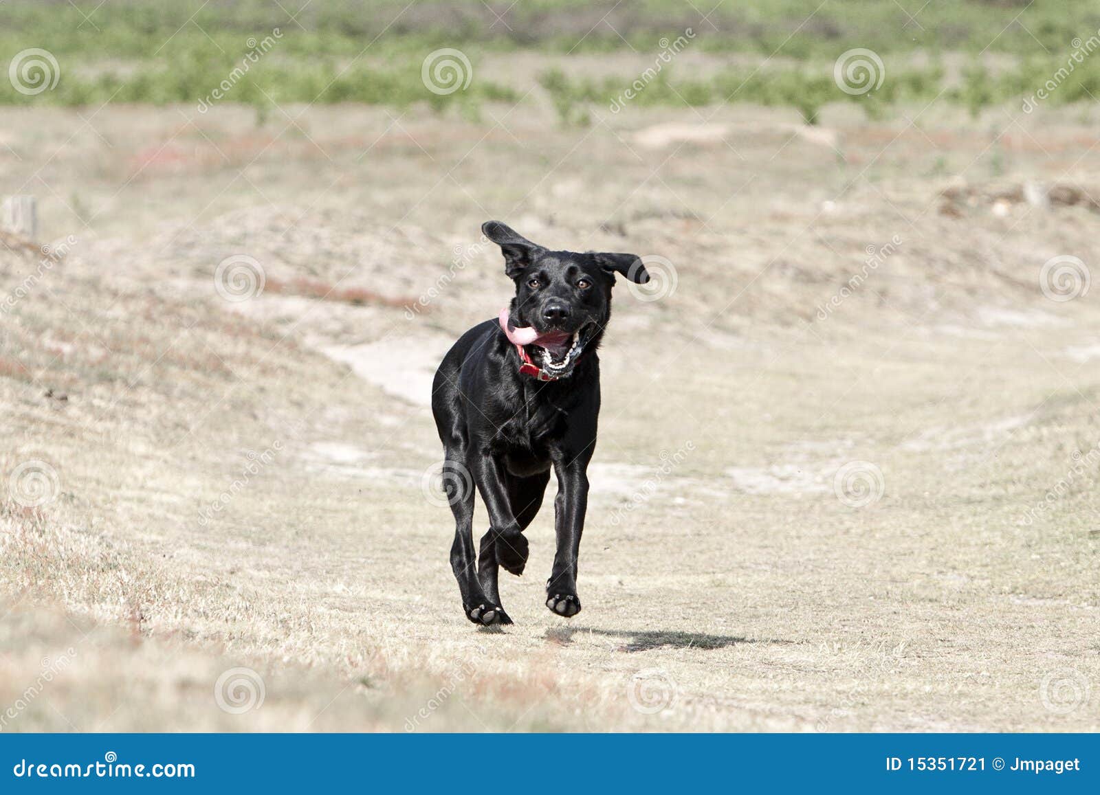 Young Black Labrador Running in the Countryside Stock Image - Image of ...