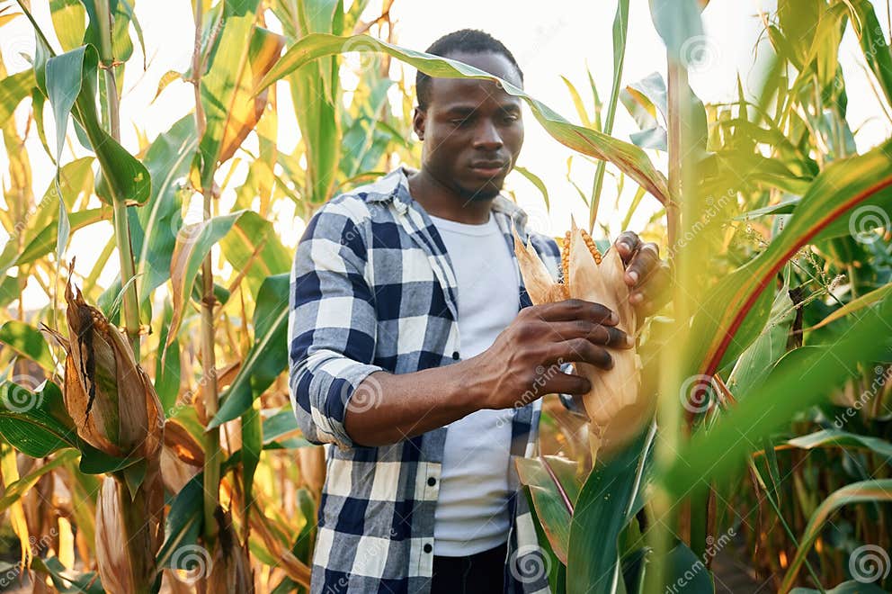 Young Black Man is Standing in the Cornfield at Daytime Stock Image ...
