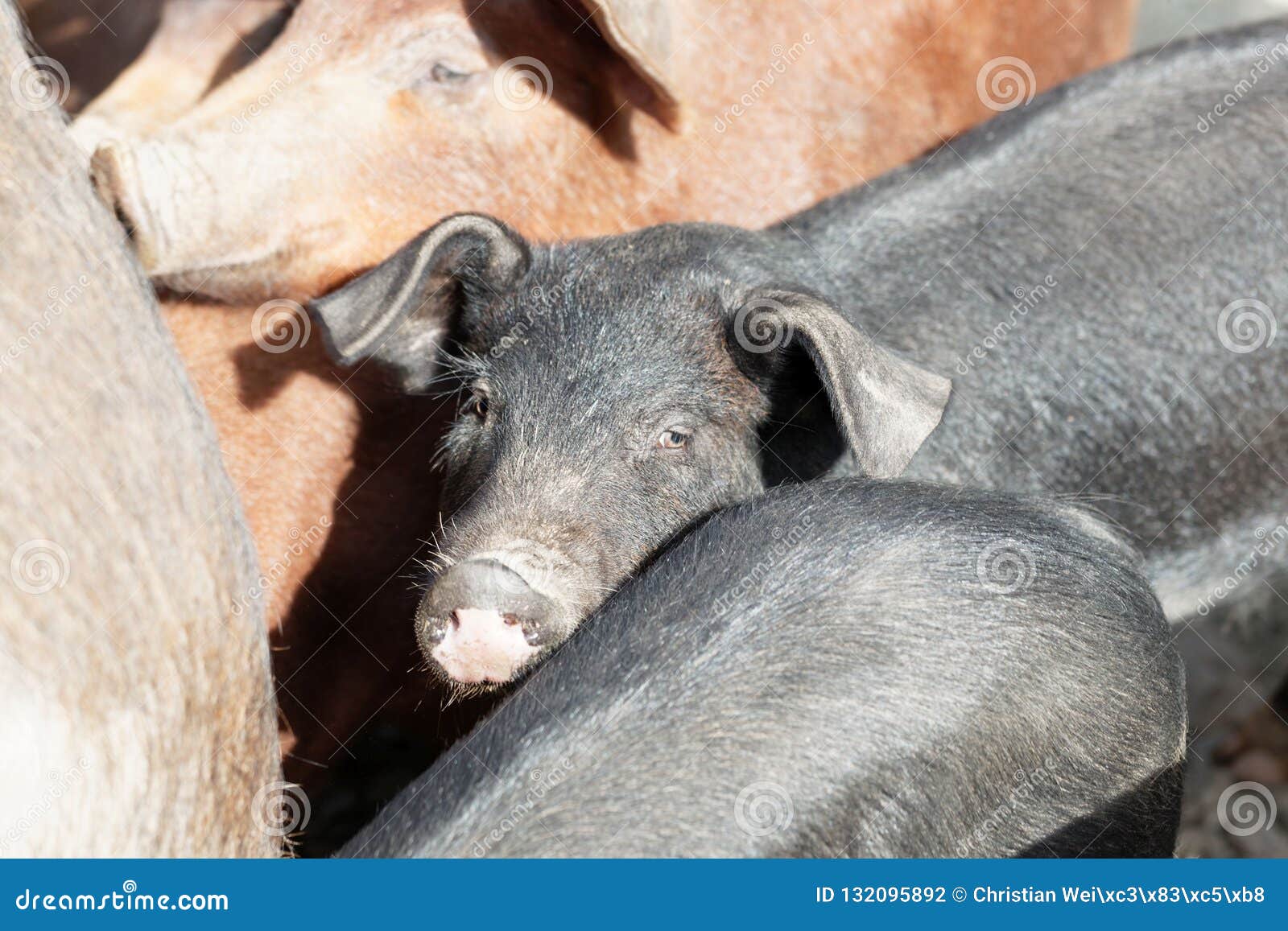 Young Black Pig at a Pig Farm Stock Photo - Image of piggy, black ...
