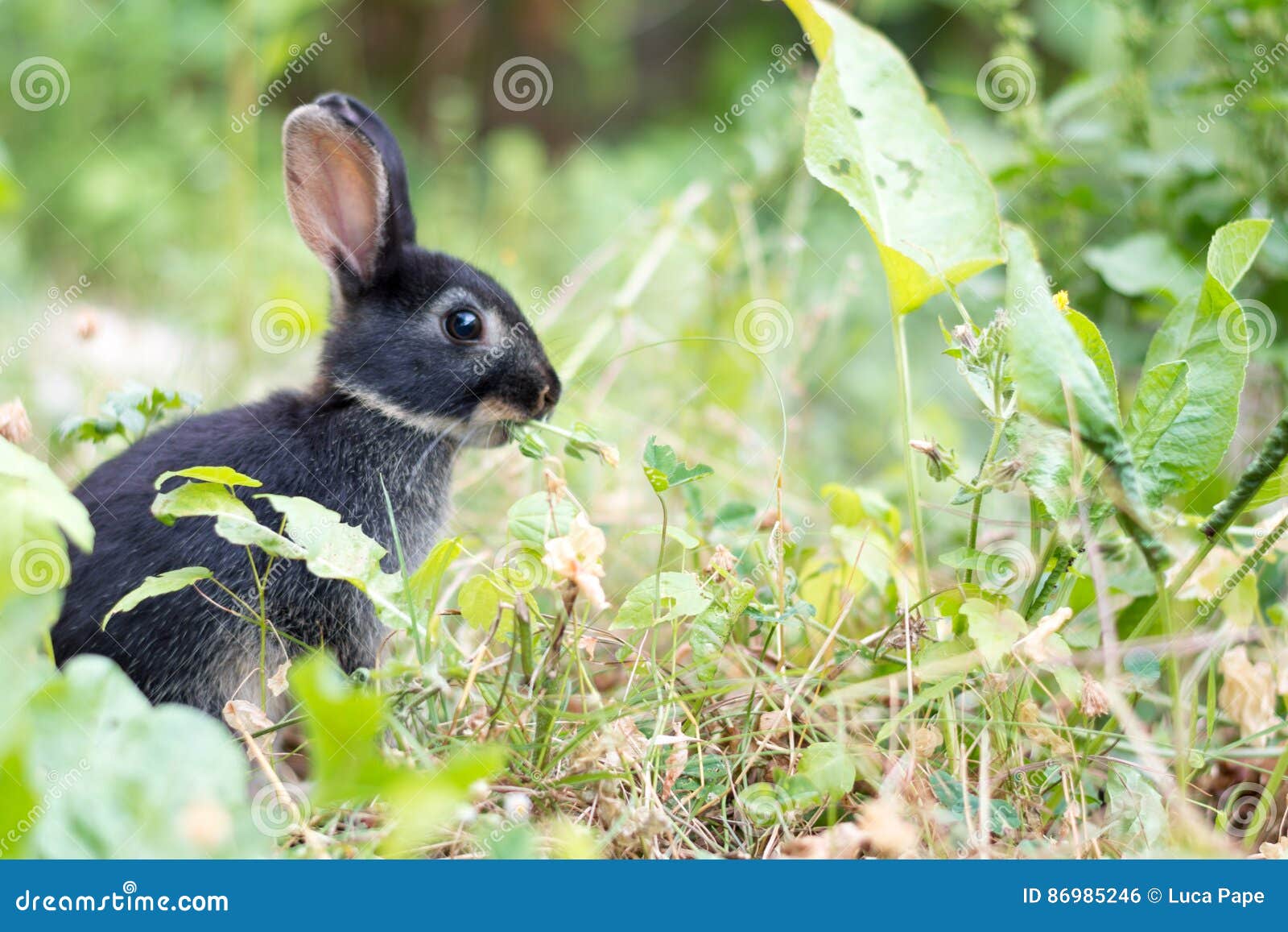 Young Black Rabbit Eating Plant Stock Photo - Image of farm, peaceful ...