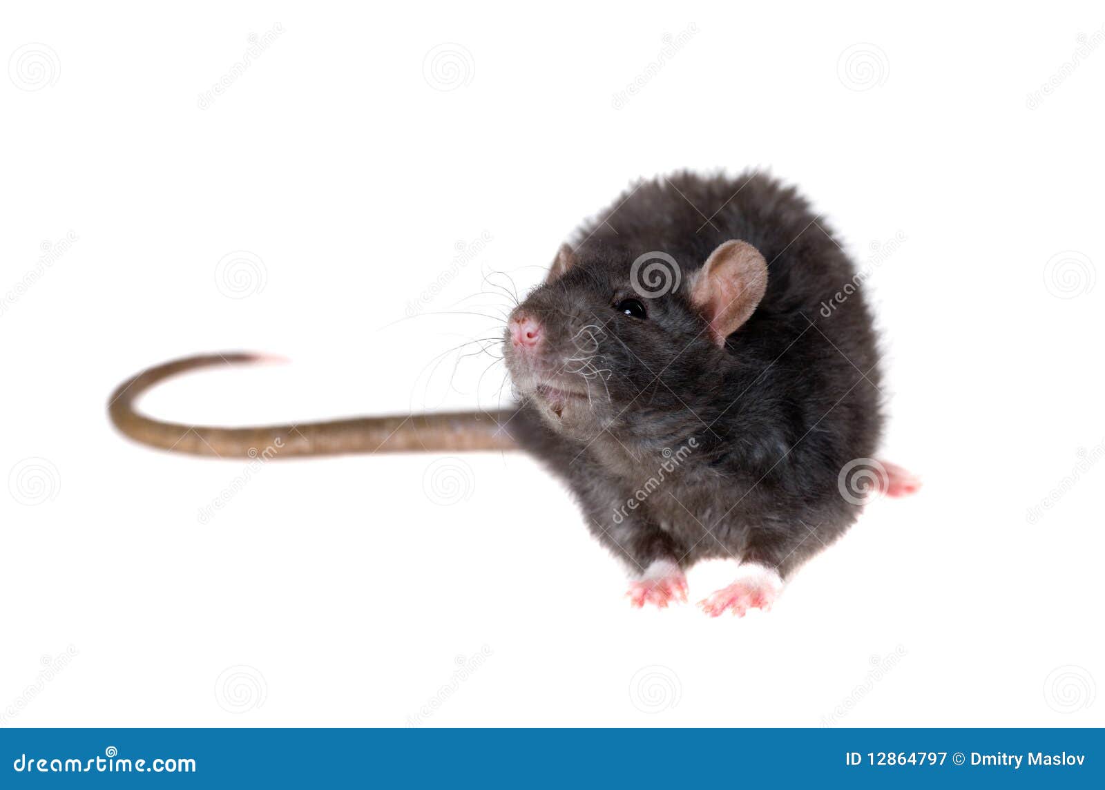 Young black rat stock image. Image of black, animals - 12864797