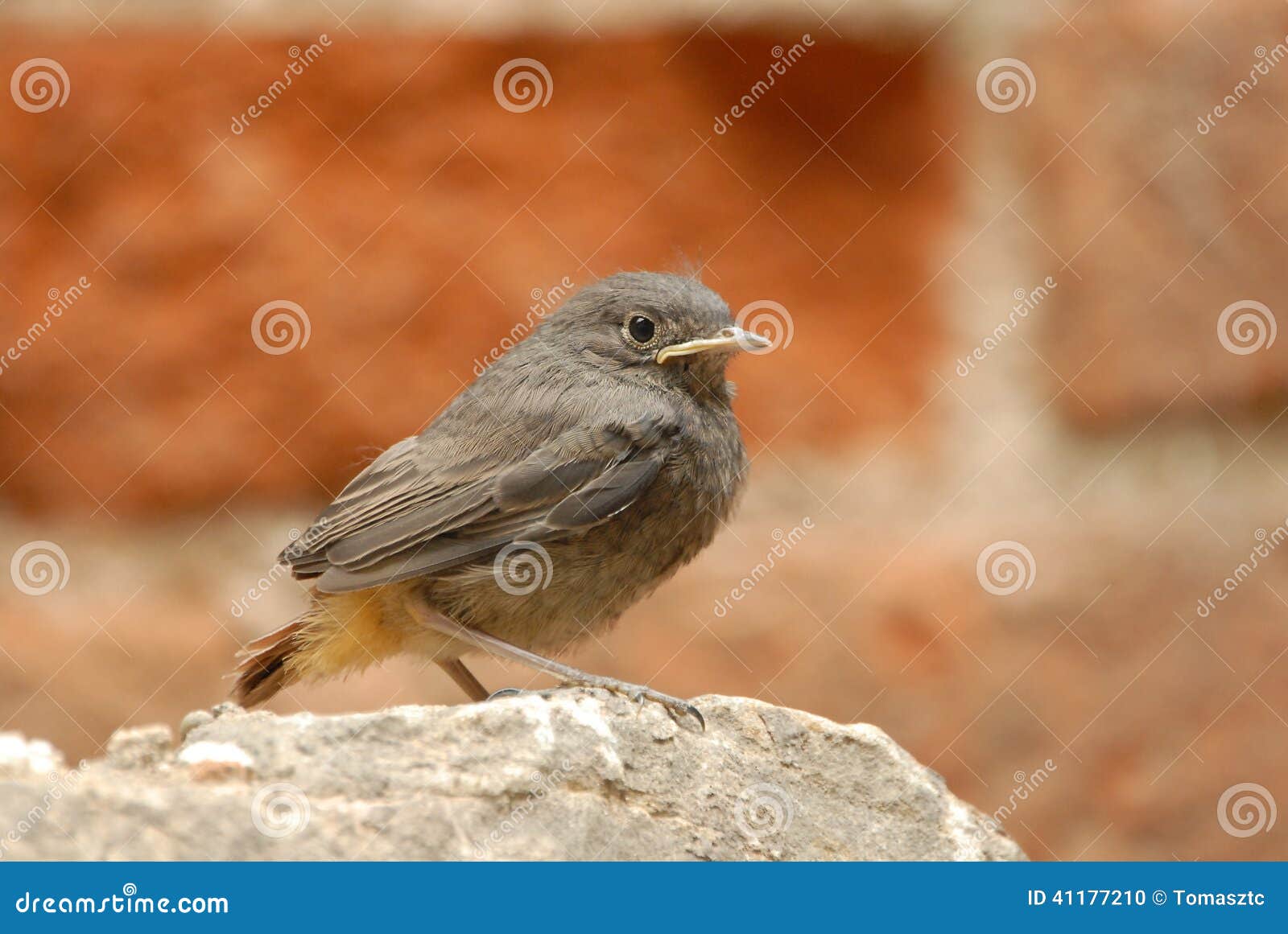 Young Black Redstart Bird (Phoenicurus Ochruros) Stock Photo - Image of ...