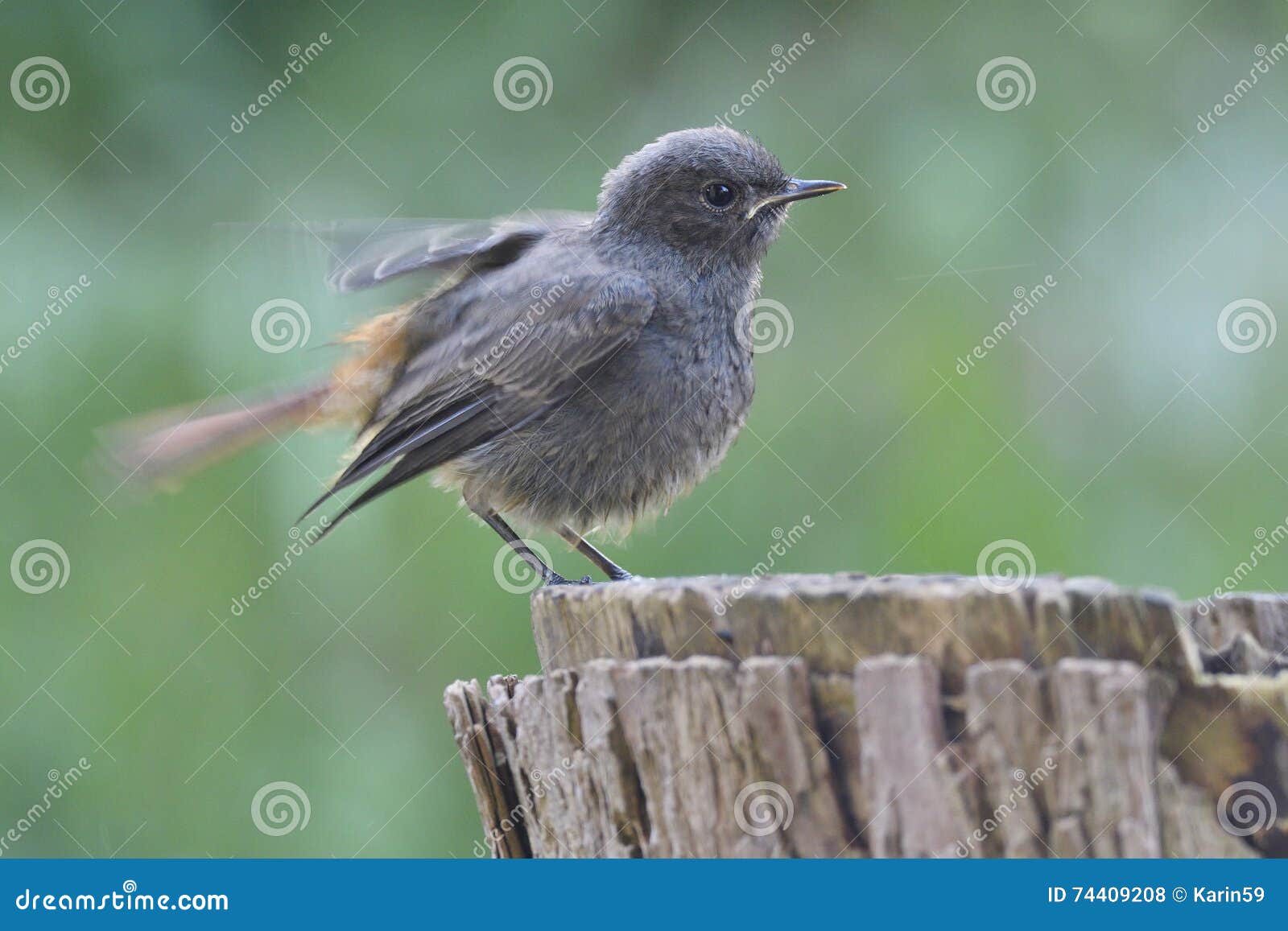 Young Black Redstart stock photo. Image of redstart, beak - 74409208
