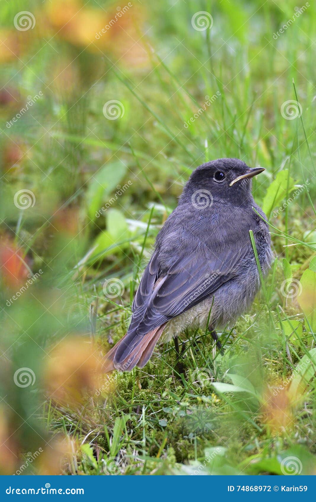 Young Black Redstart stock photo. Image of brown, behaviour - 74868972