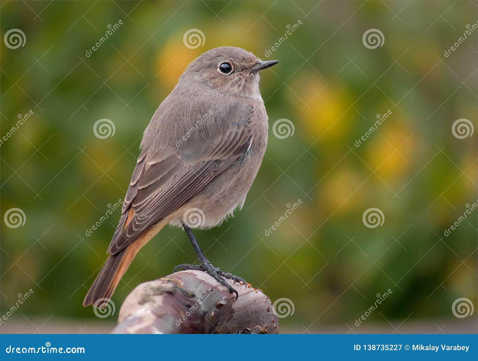 Young Black Redstart Perched in Simple Conditions Stock Image - Image ...