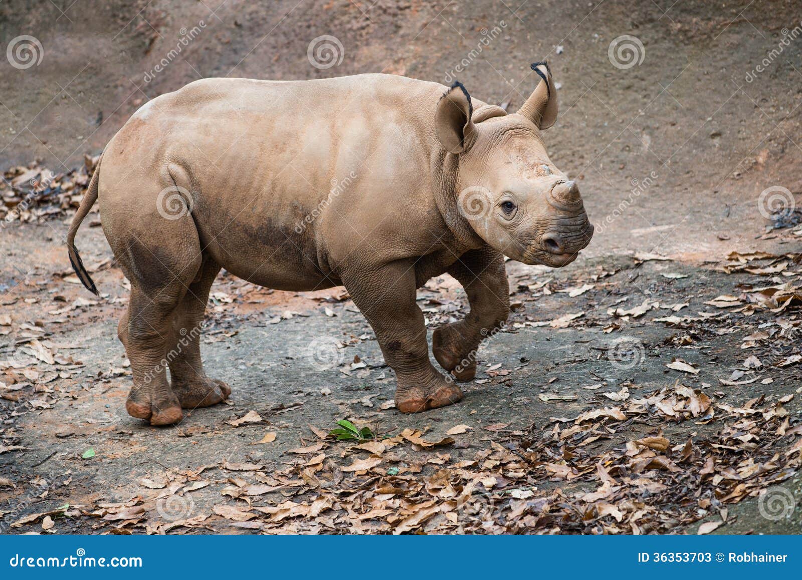 Young Black Rhino Calf Portrait Stock Image - Image of nature, creature ...