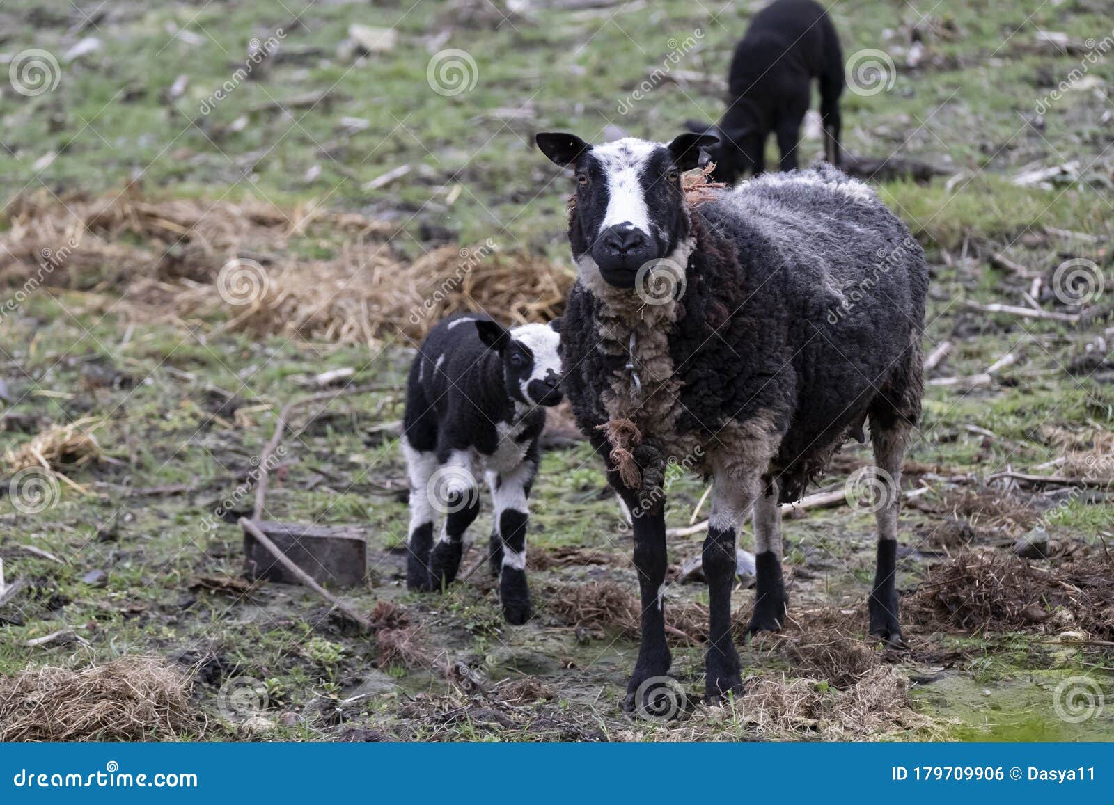 Young Black Sheeps, Lambs with There Mother Sheep, Look at the Camera ...
