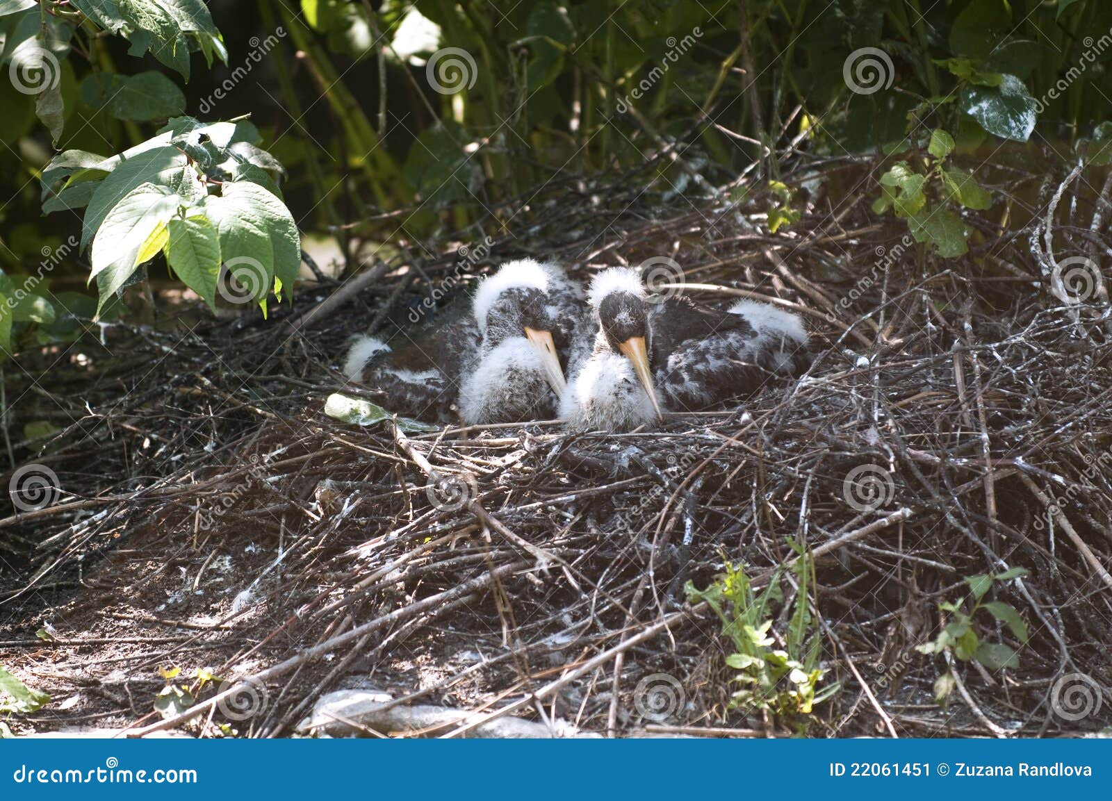 Young black storks stock image. Image of mali, africa - 22061451