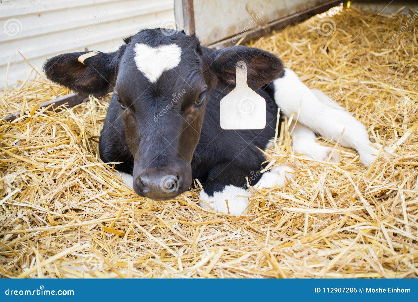A Calf in a Cowshed stock photo. Image of industry, farming - 112907286