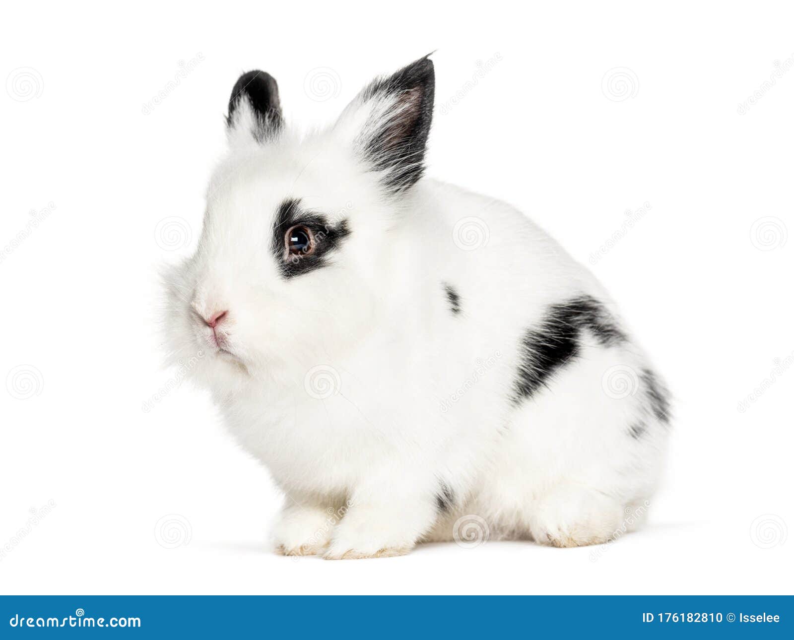 Young Black and White Rabbit, Isolated Stock Photo - Image of studio ...