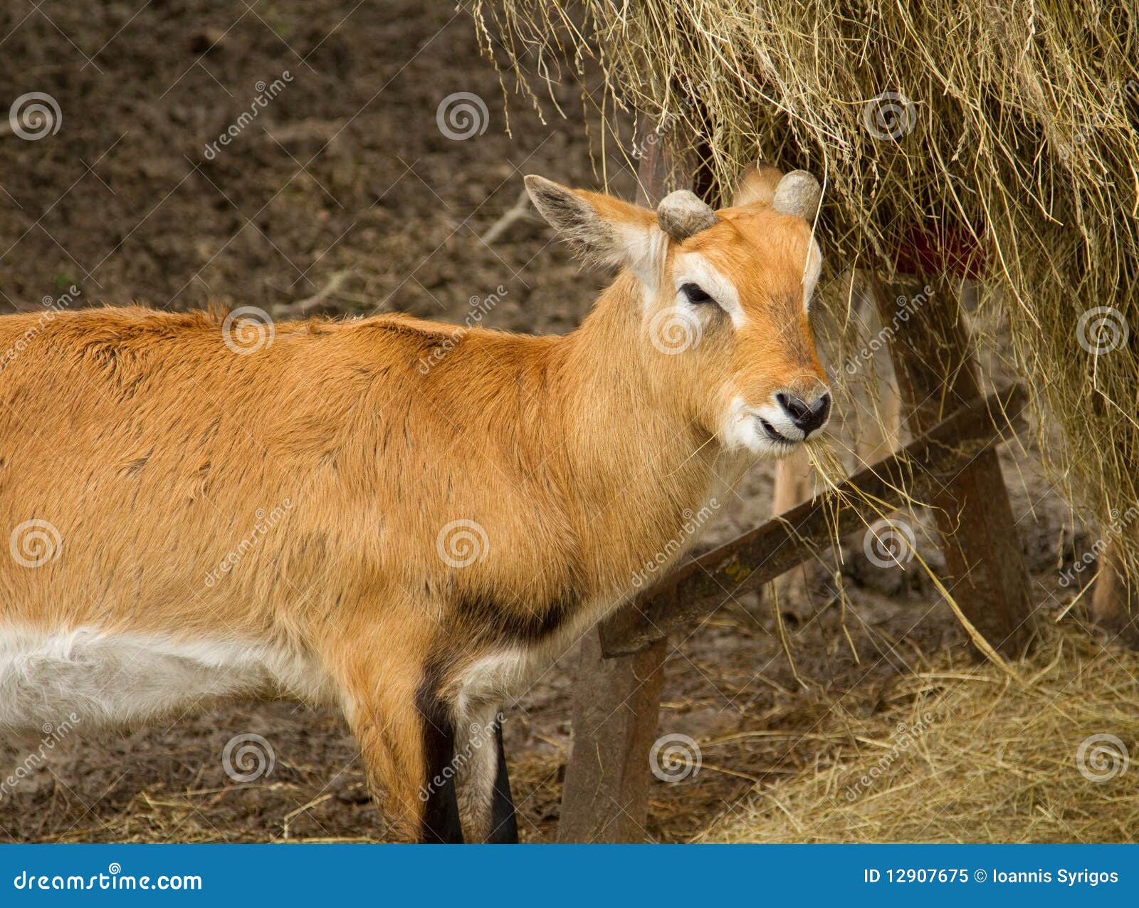 Young Blackbuck Antelope Eating Straw Stock Image | CartoonDealer.com ...