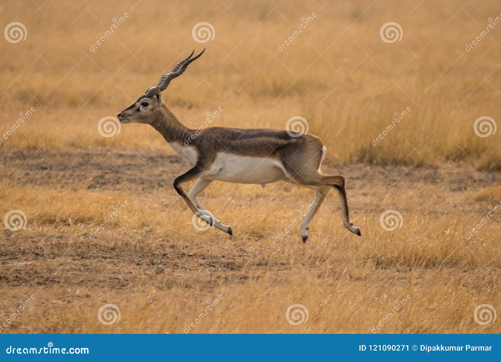 Young Blackbuck Animal Enjoying In Forest At Velavadar National Park ...