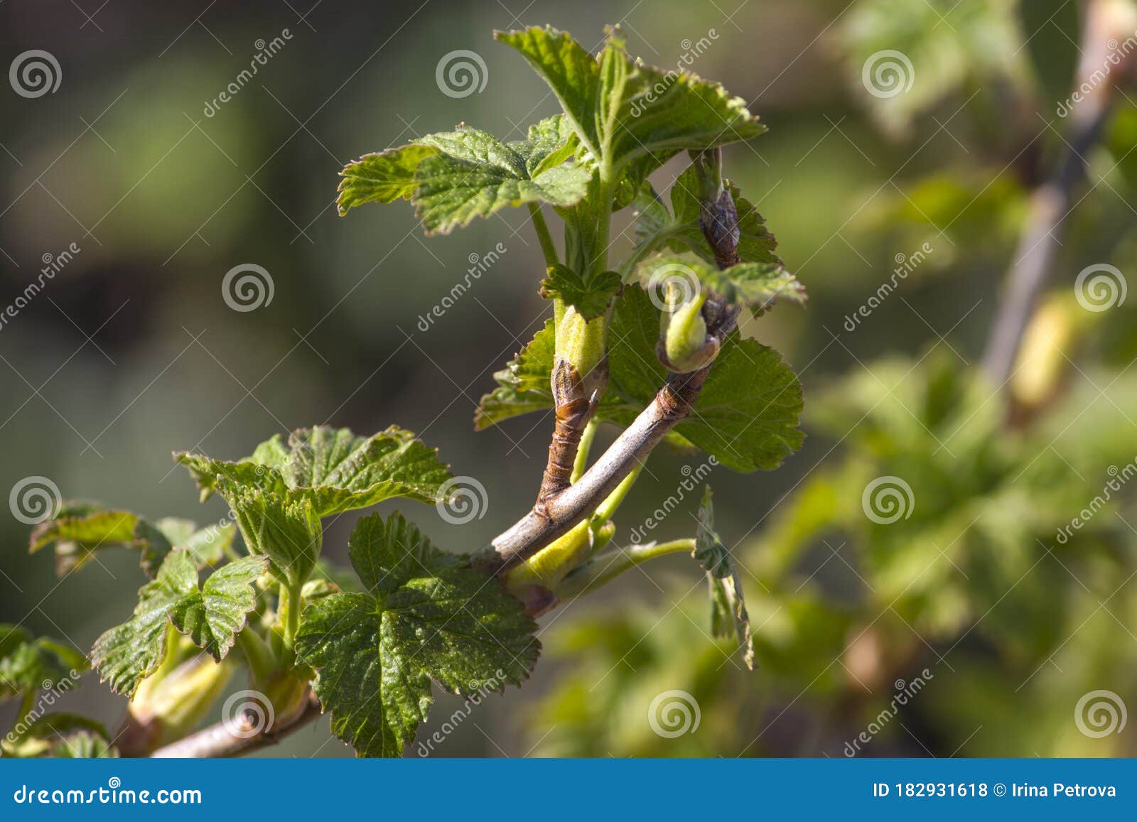 Young Blackcurrant Leaves, the First Tender Spring Leaves on a Tree ...