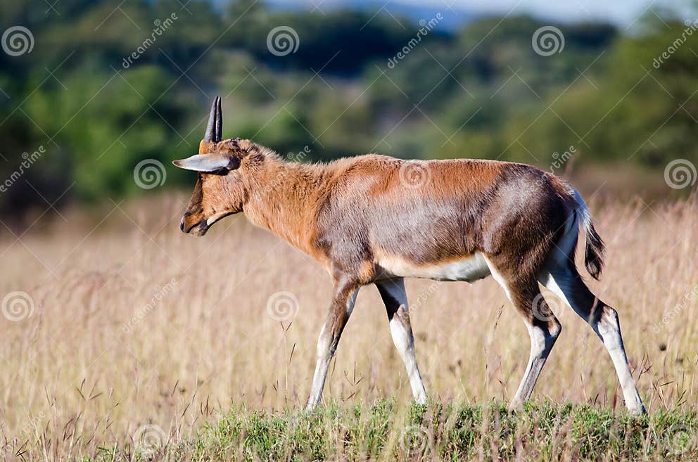 Young Blesbok from side stock photo. Image of blesbuck - 32075944