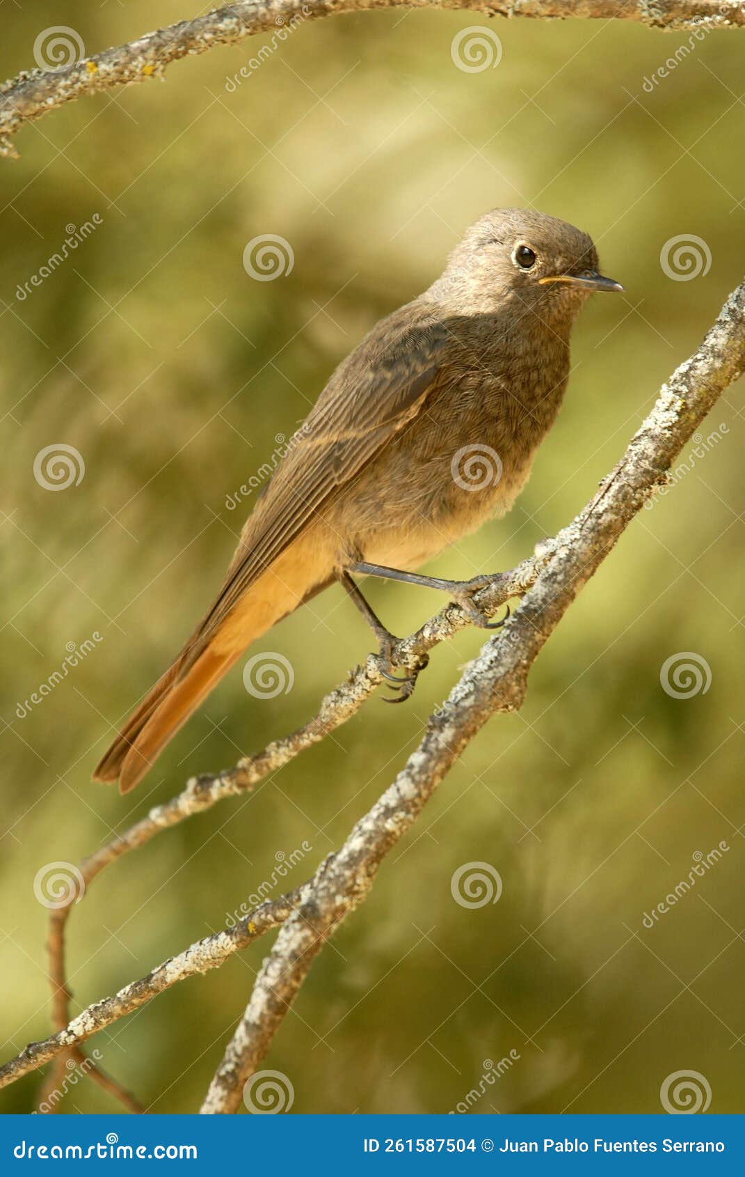 Young Blight Redstart on a Branch Stock Photo - Image of female ...