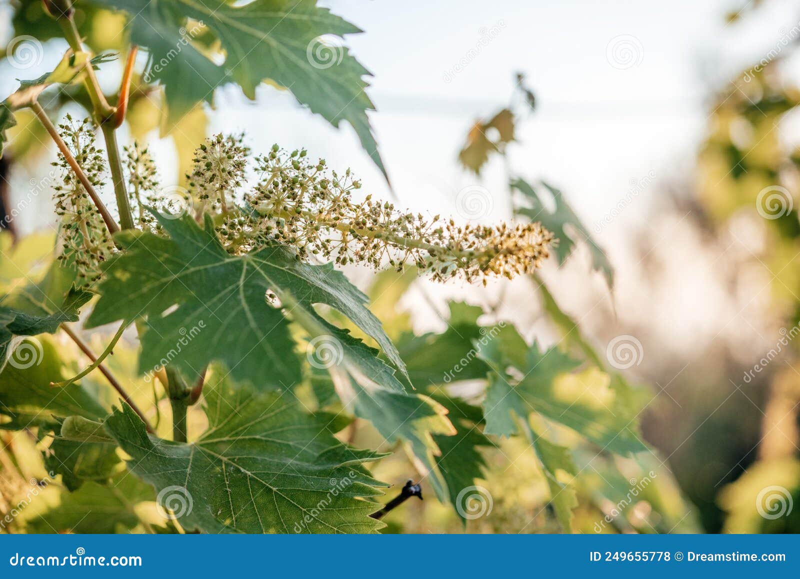 Young Blooming Cluster of Grapes on the Grape Vine on Vineyard Against ...