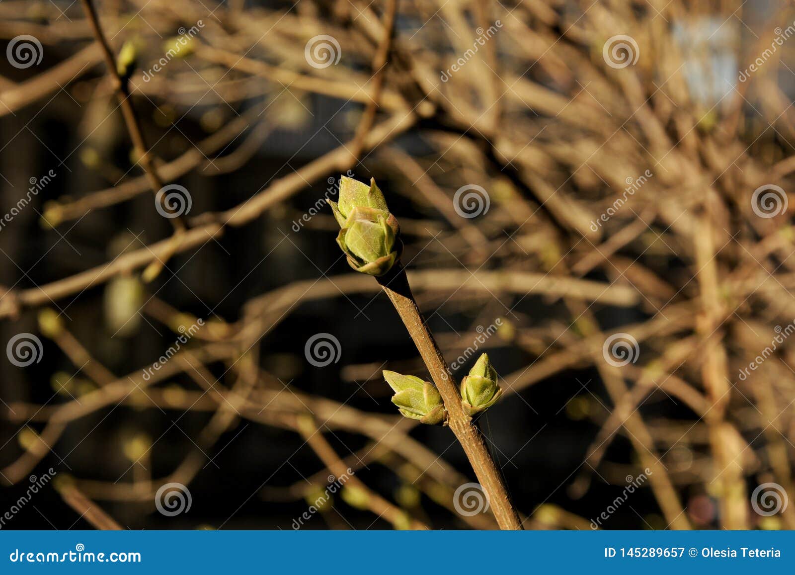 Young Blooming Green Buds on the Tree Spring Leaves Stock Image - Image ...