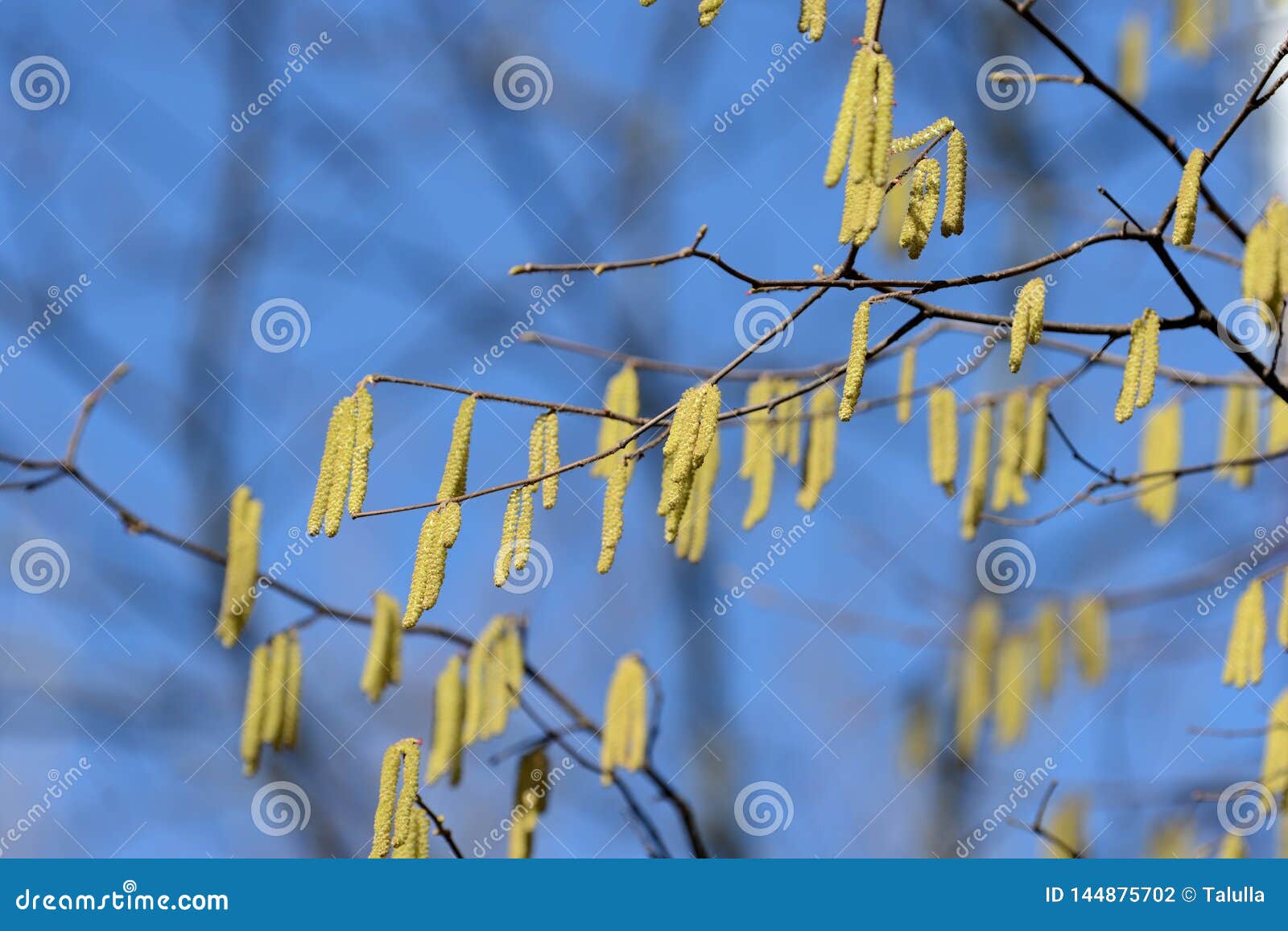 The Young Blooming Long Catkins on Alder Tree in Early Spring Stock ...