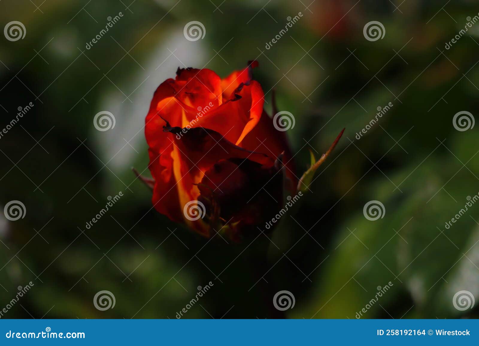 Young Blooming Red Rose Buds in a Garden Stock Photo - Image of scent ...