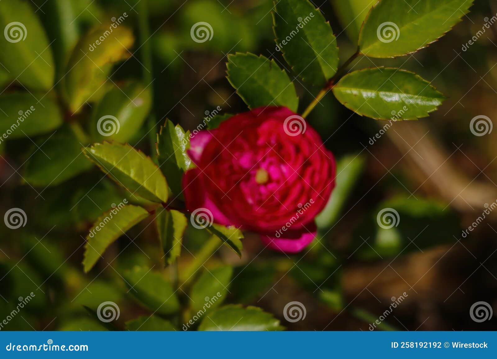 Young Blooming Red Rose Buds in a Garden Stock Photo - Image of tropic ...