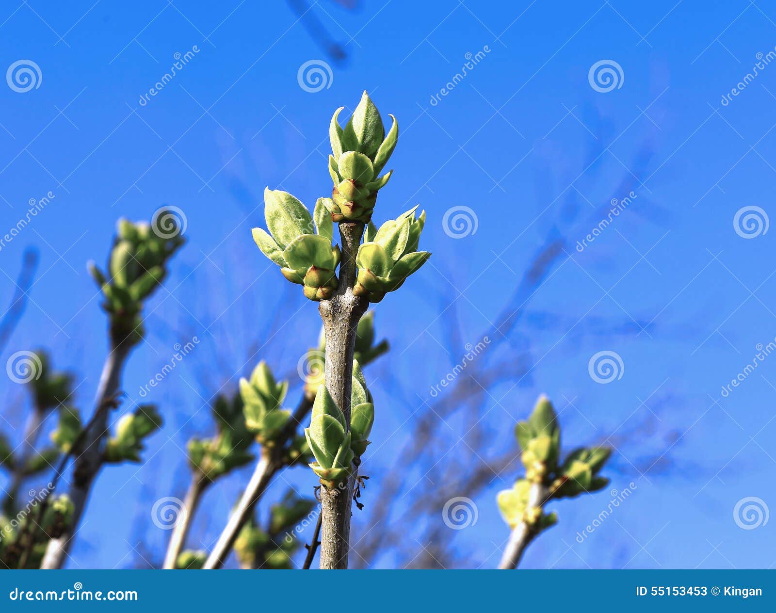 Young Blossoming Buds of Lilac Stock Image - Image of early, tree: 55153453