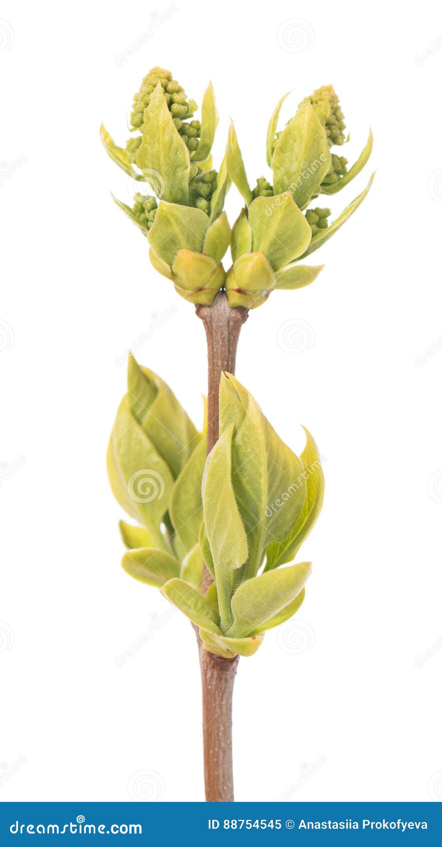 Young blossoming buds stock image. Image of environment - 88754545