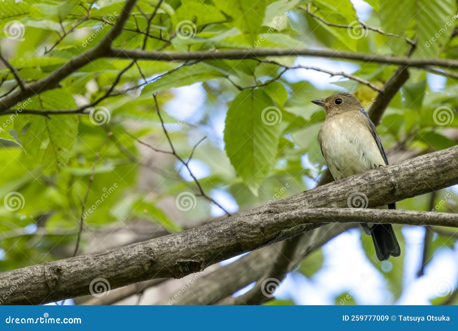 A Young Blue Bird on a Branch of Tree. Stock Image - Image of ...